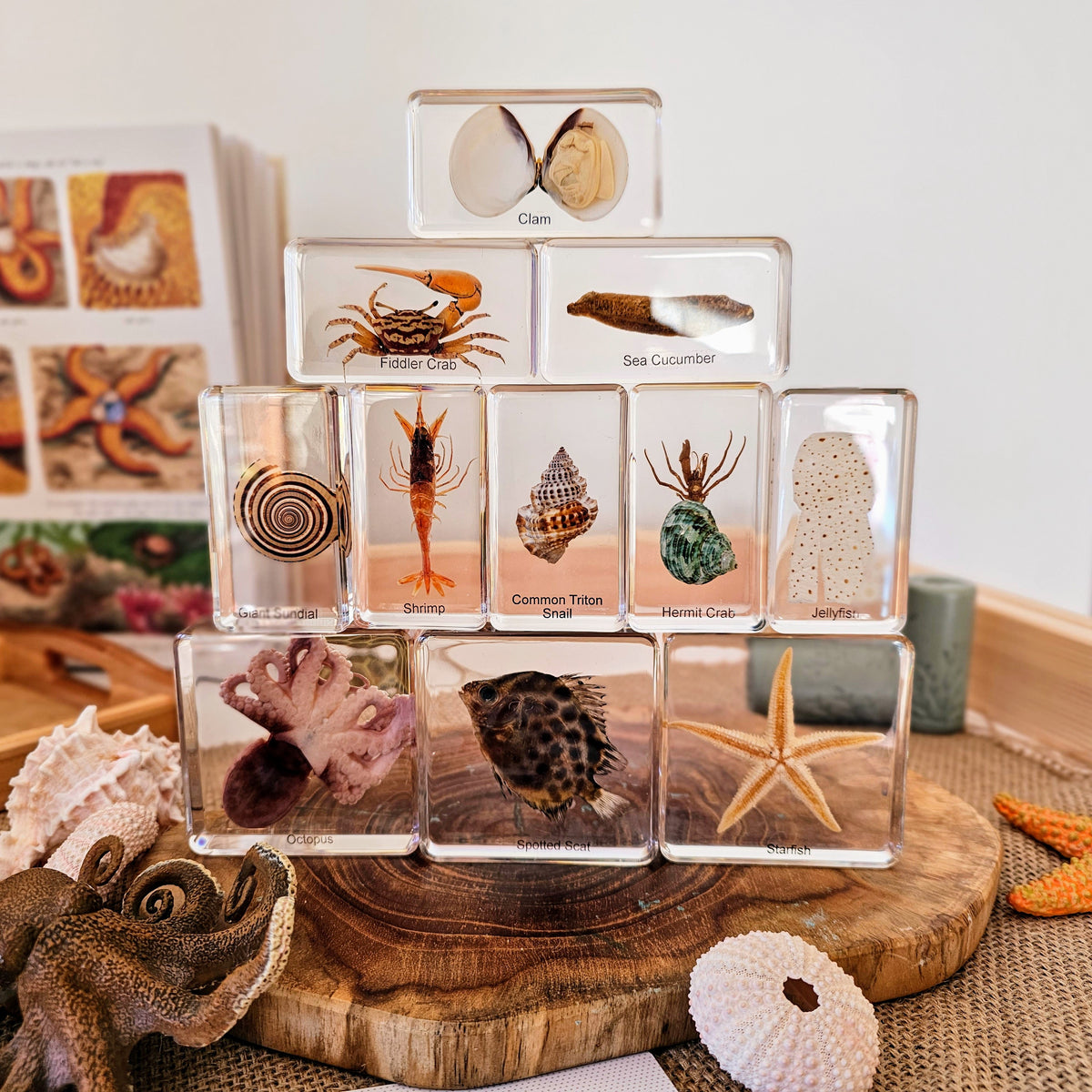 Mini Beasts Ocean Large Set by Knowledge Builder Early Science STEM To — My Playroom