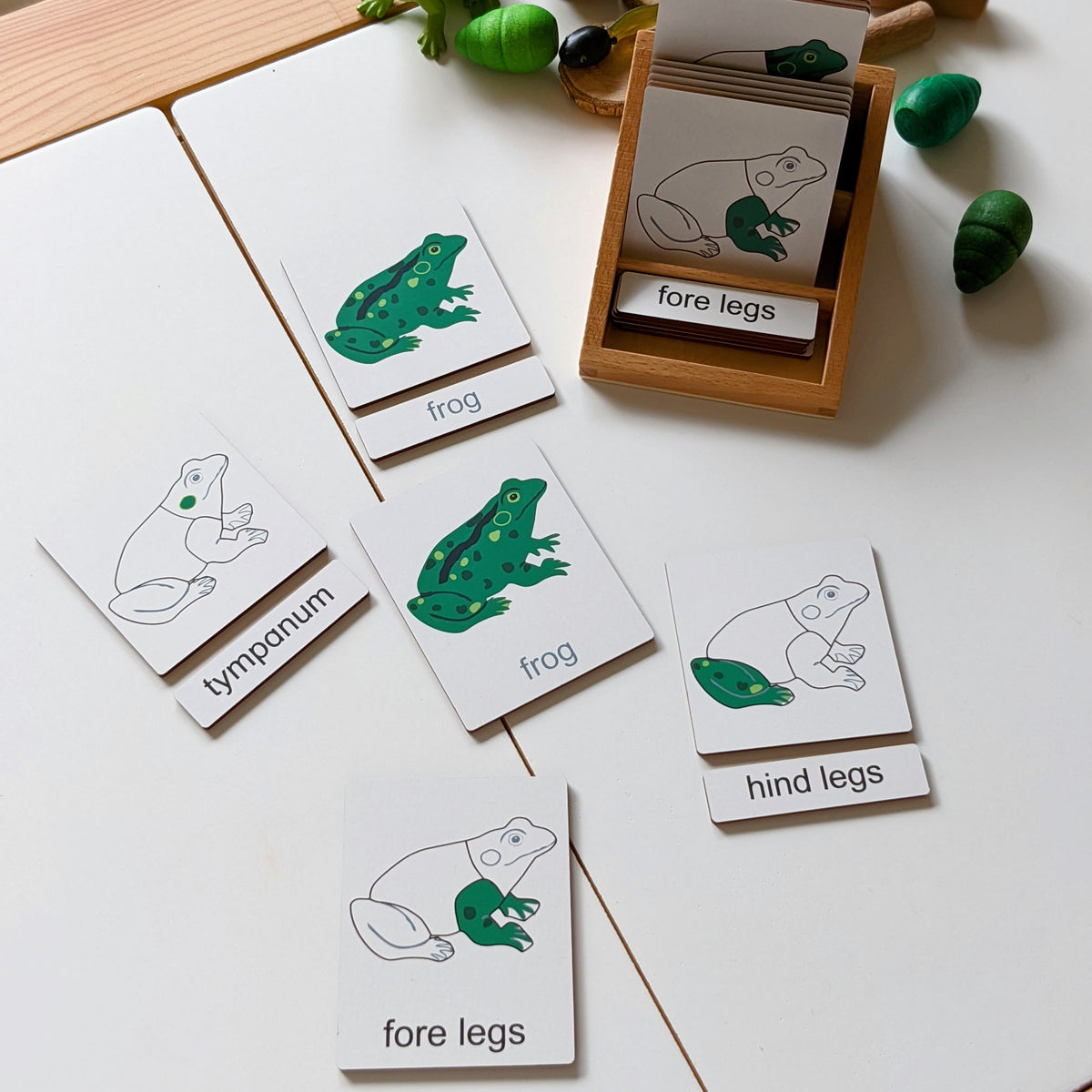 Montessori Classification 3 Part Timber Cards - Frog 8 pcs (With Box ...