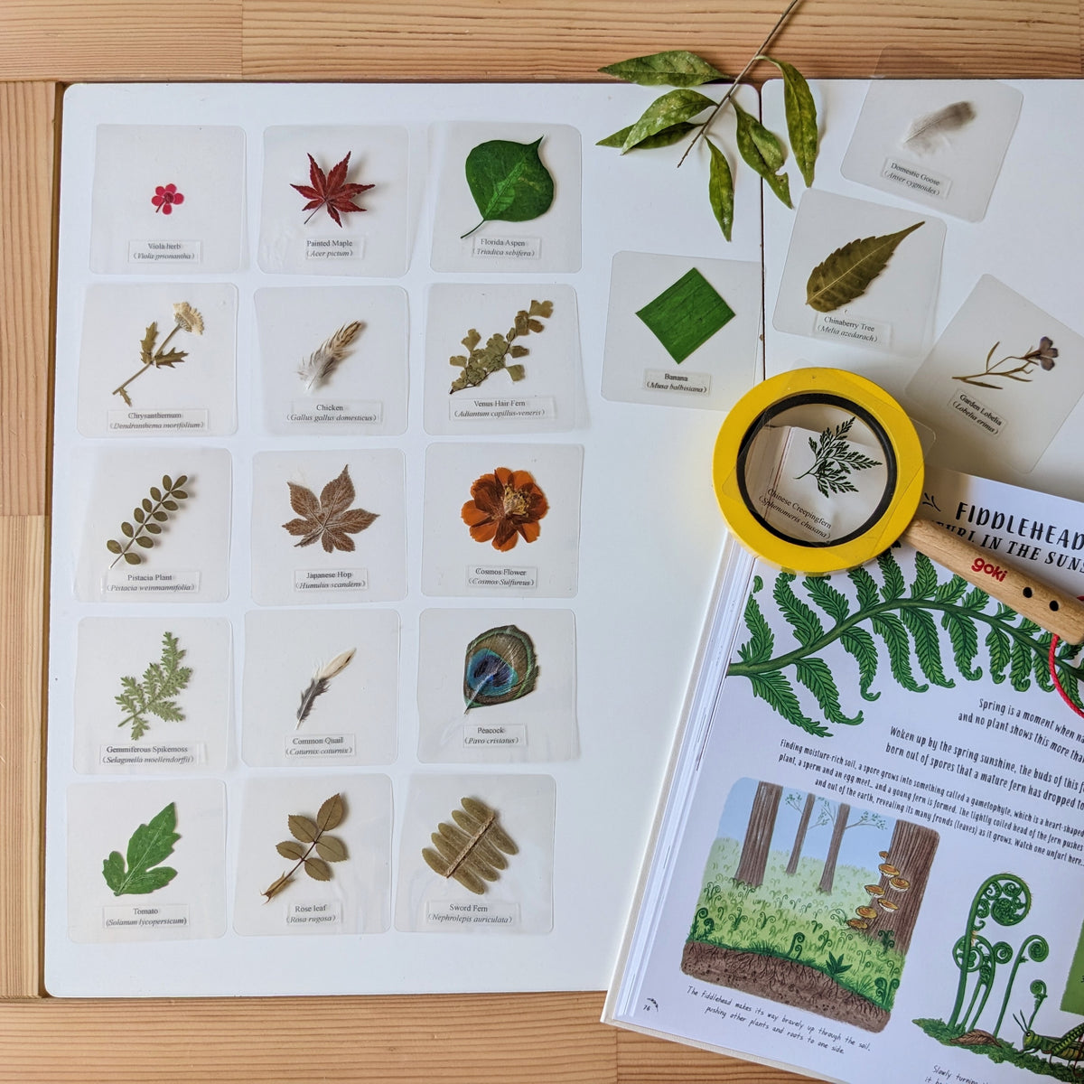 Laminated Feathers & Plants Specimens Light Box Resources By Knowledge — My Playroom