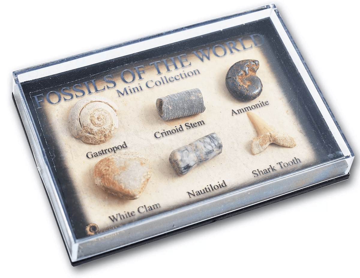 Mini Fossil Box by British Fossils — My Playroom