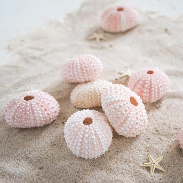 Rose Urchin 2 piece 3cm-4cm Ocean Sensory Nature Play Tools and Toys ...
