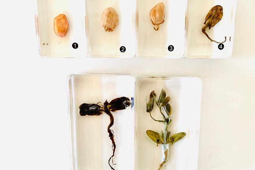 Plant Life Cycle Peanut Set of 6 By Knowledge Builder Science Range Ea ...