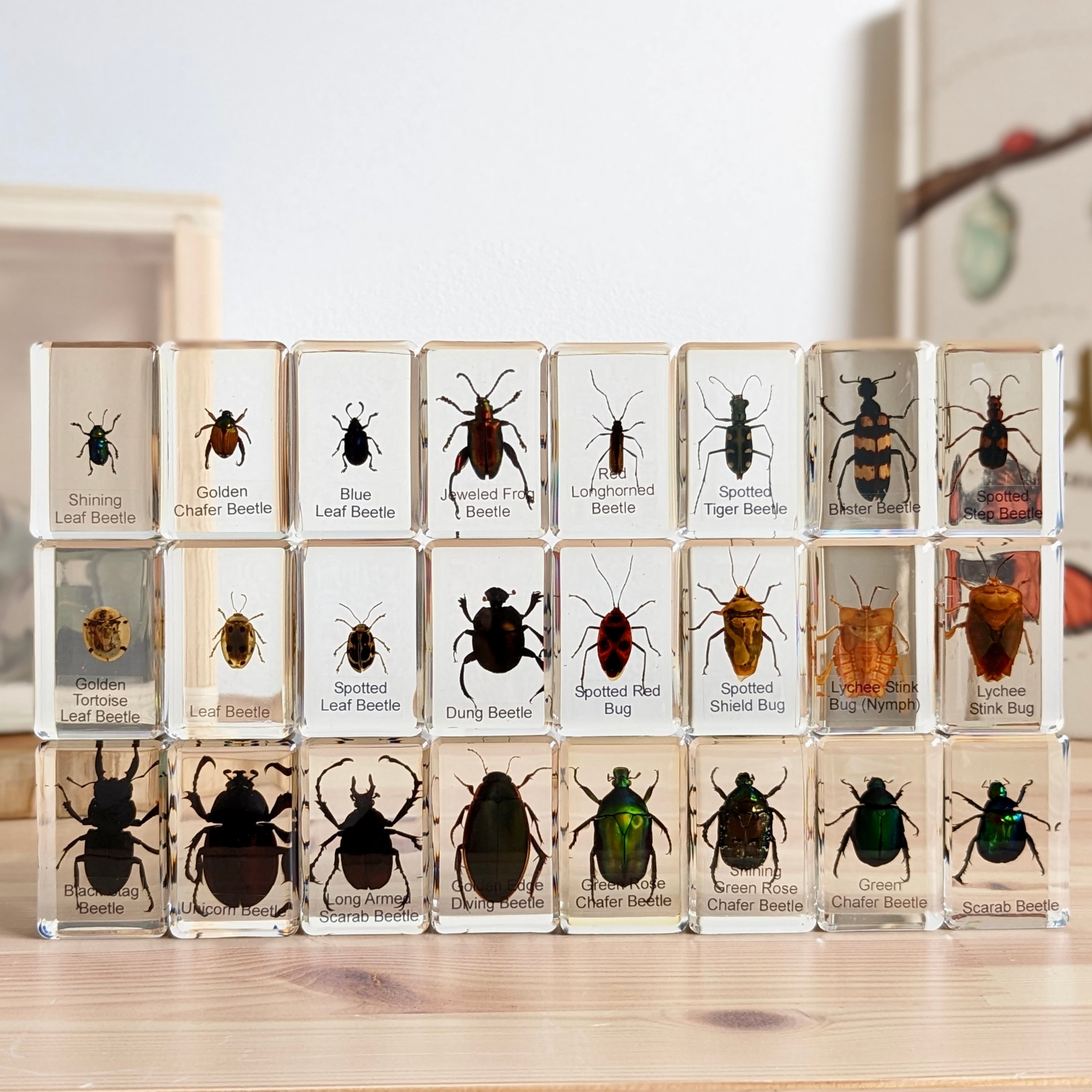 Mini Beasts Beetles and Bugs Specimens Large Set 24pc Best Seller By K ...